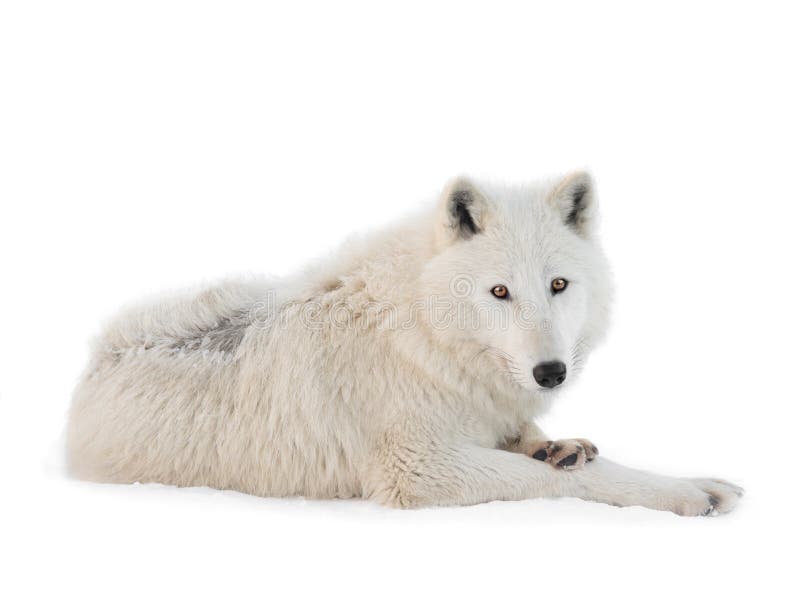 Polar Wolf Lies on the Snow Isolated on White Stock Photo - Image of ...