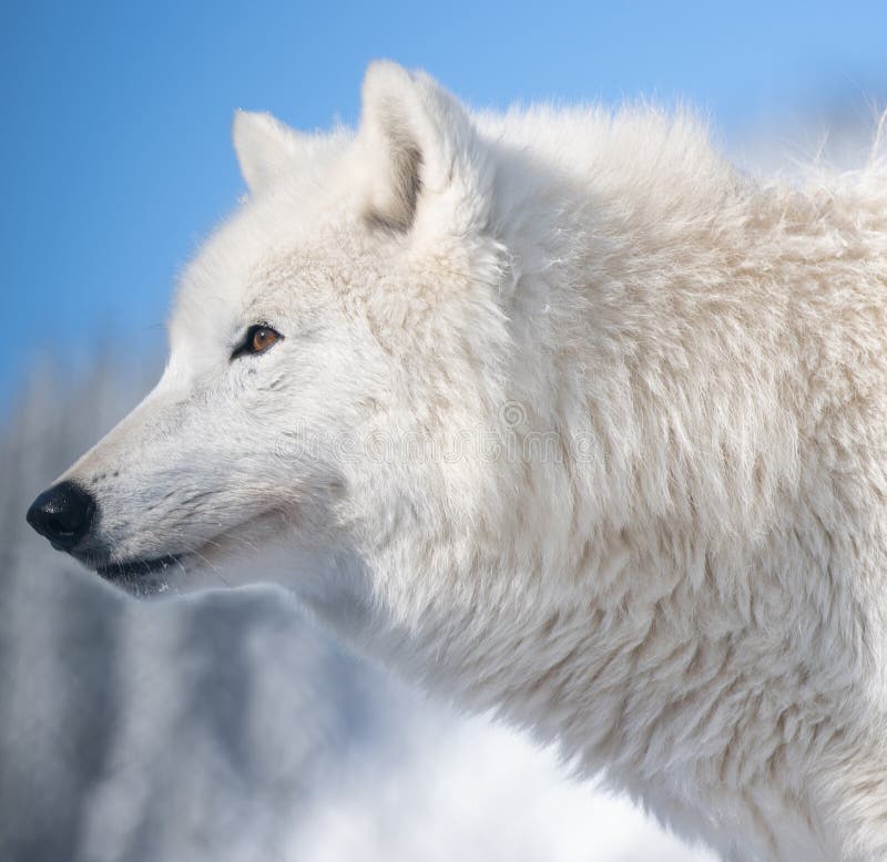 Polar Wolf Portrait on Sky Background Stock Image - Image of snow ...