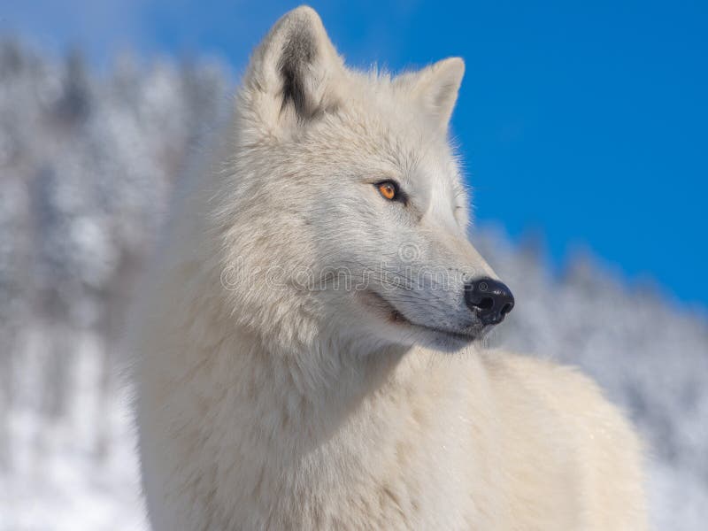 Polar Wolf Portrait on Sky Background Stock Photo - Image of adult ...