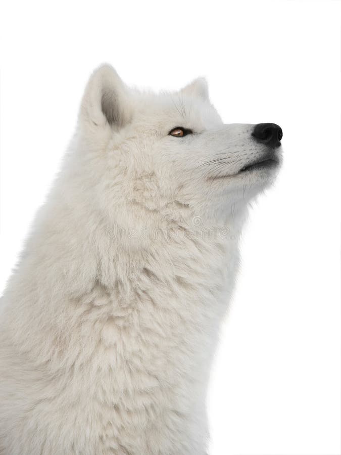 154 Wolf Raised Stock Photos - Free & Royalty-Free Stock Photos from ...