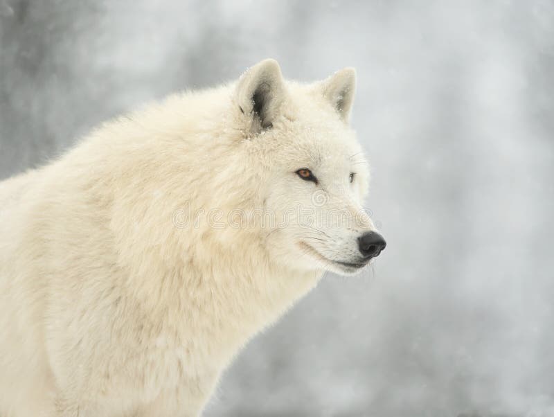 Polar Wolf Sitting Against the Backdrop of Snowy Forest Stock Photo ...