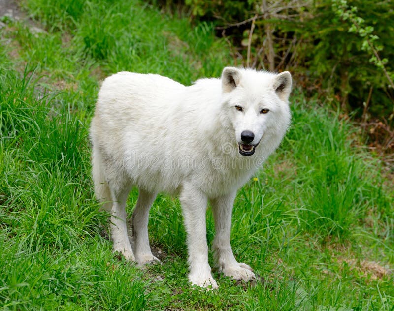Polar wolf stock image. Image of arctic, look, eyes, white - 31351273