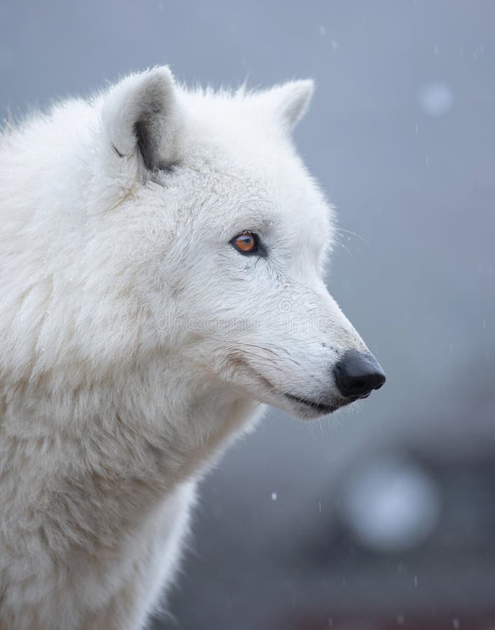 Polar Wolf Stands Against of Snow Stock Photo - Image of white, wild ...