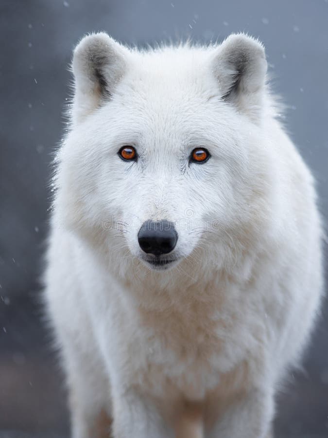 Polar Wolf Stands Against of Snow Stock Photo - Image of cold, predator ...