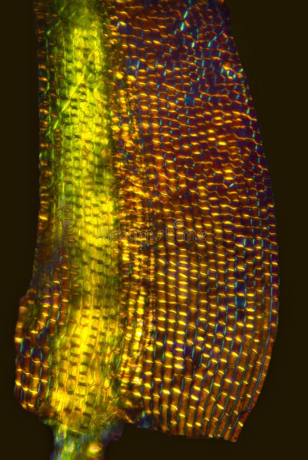 Abstract Micrograph of a Moss Leaf, with Polarization Stock Photo ...