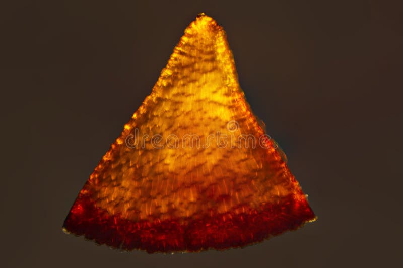 Polarized Light Micrograph of a Moss Operculum Stock Photo - Image of ...