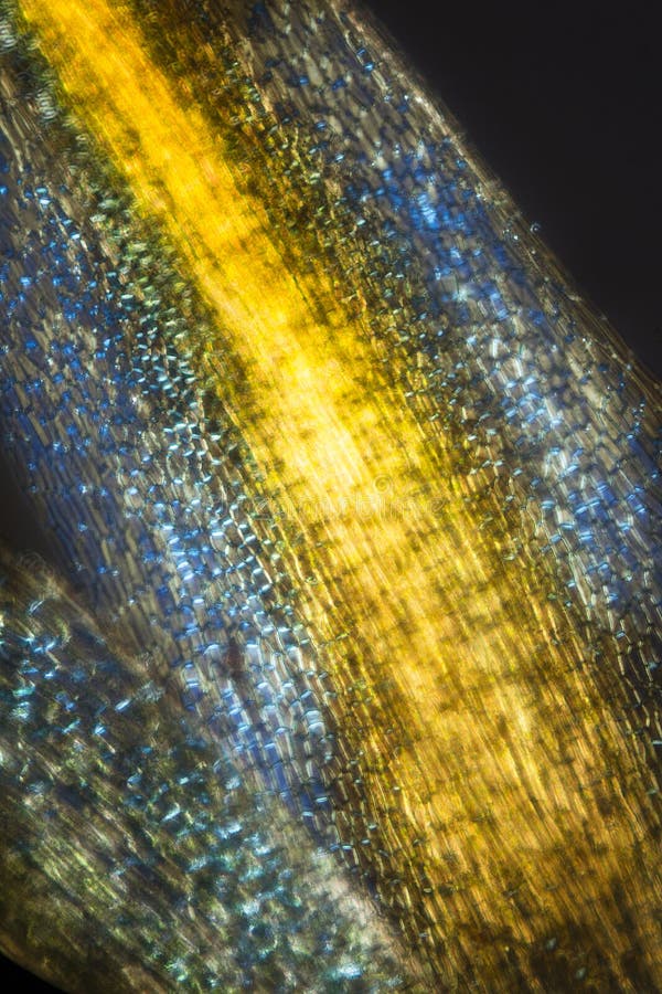 Polarizing Micrograph of Leaf Cells from Diphyscium Moss. Stock Image ...