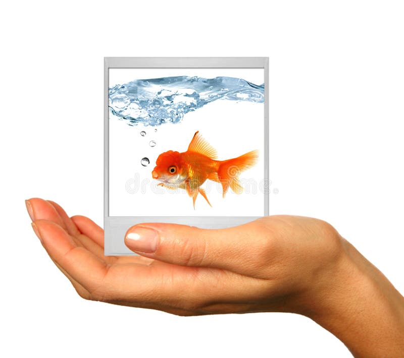 Goldfish Cell Phone Fun stock photo. Image of electronic - 32612208