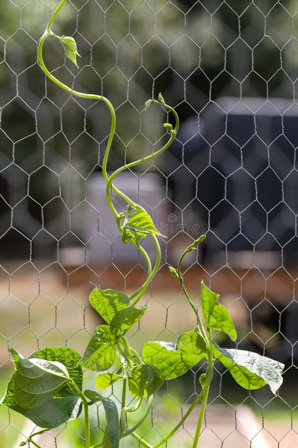 Pole Bean Plant Climbing Up Chicken Wire Support Stock Image - Image of ...