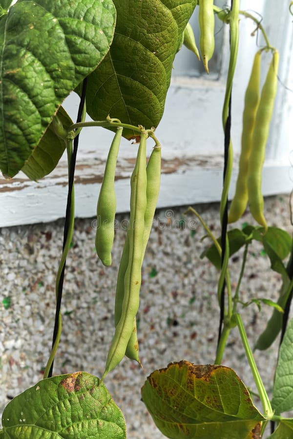 Climbing bean seed pod stock image. Image of huskhull - 16058355