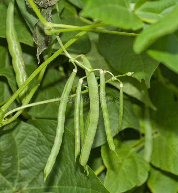 Pole Beans stock image. Image of natural, macro, beans - 20981789