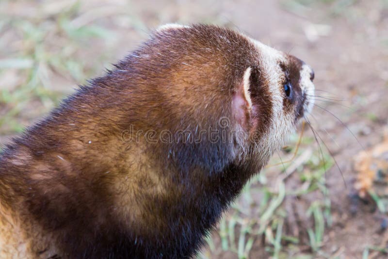 Pole Cat stock image. Image of forest, standing, mustelids - 29581041