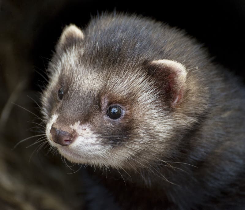 A pole cat stock photo. Image of pole, furry, head, brown - 110097092