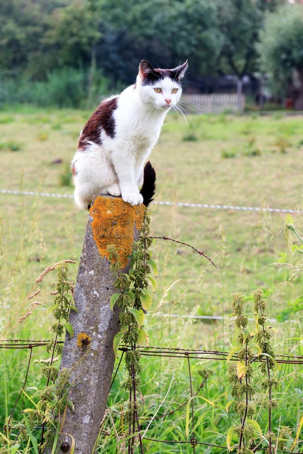 Pole cat stock image. Image of farm, beautiful, cute - 89434763