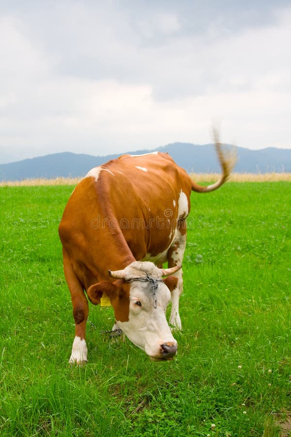 Krowy tłuszczu obraz stock. Obraz złożonej z wyszukuje - 3197865