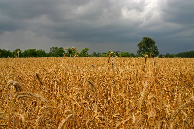 Pole uprawne obraz stock. Obraz złożonej z kultura, kulturalny - 42477469