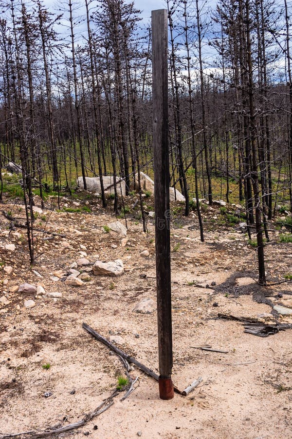 A Pole is Standing in a Field of Dead Trees Stock Photo - Image of ...