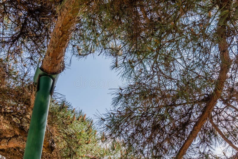 Pole Supporting Branch of Evergreen Tree Stock Image - Image of ...