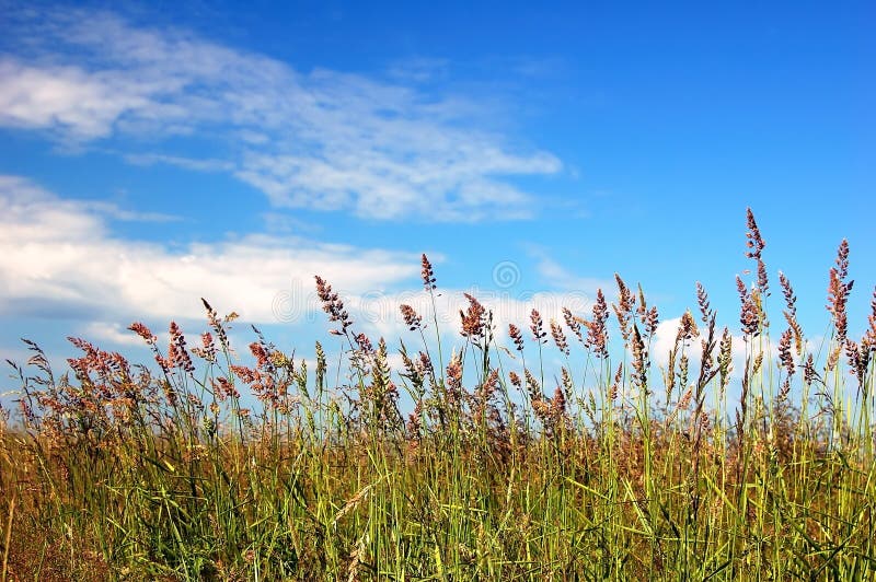 Trawa stepowa obraz stock. Obraz złożonej z niebo, greenbacks - 20562347