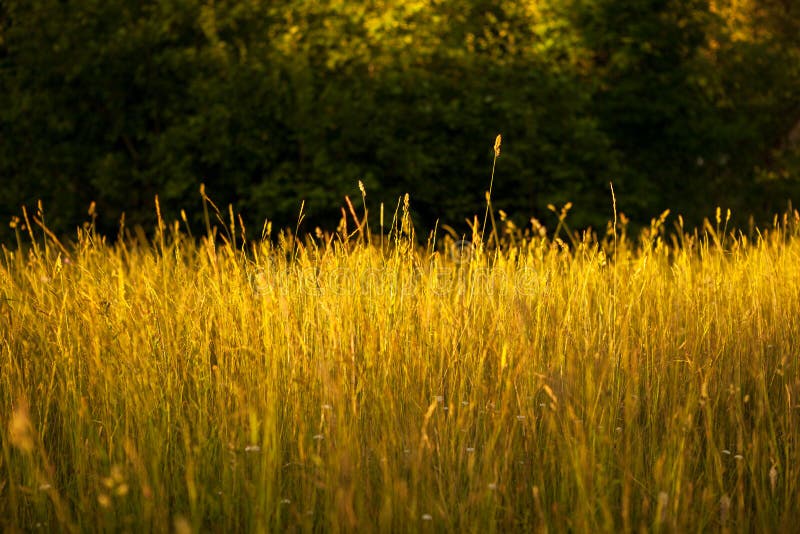 Trawy zdjęcie stock. Obraz złożonej z yellow, długi, organicznie - 11095336
