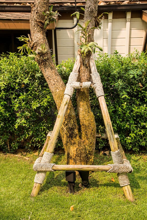 Pole tree new plant after. stock photo. Image of trees - 69773726