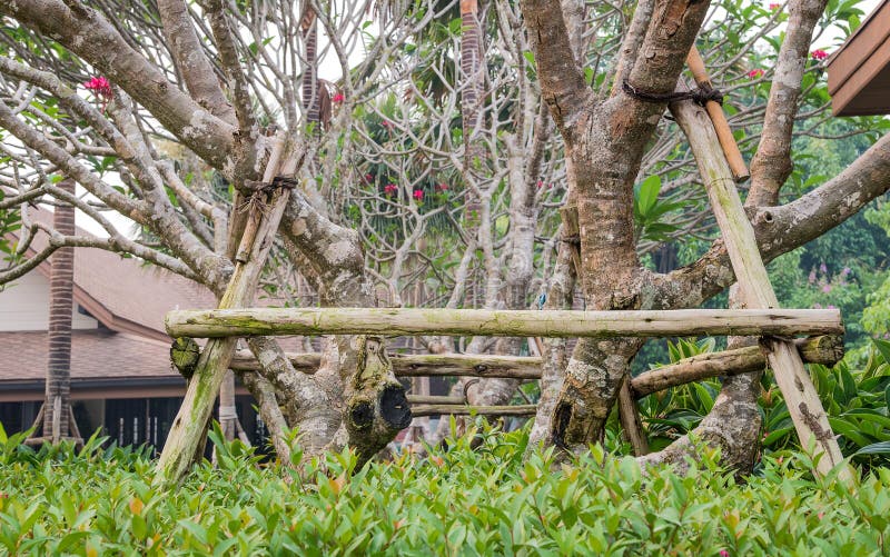 Pole tree new plant after. stock image. Image of sunny - 70082413