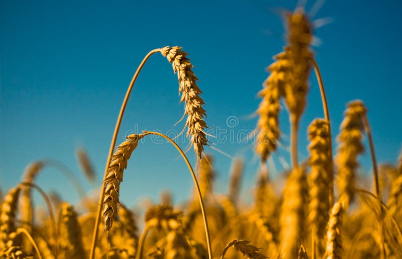 Pole uprawne obraz stock. Obraz złożonej z kopiasty, lato - 14111725