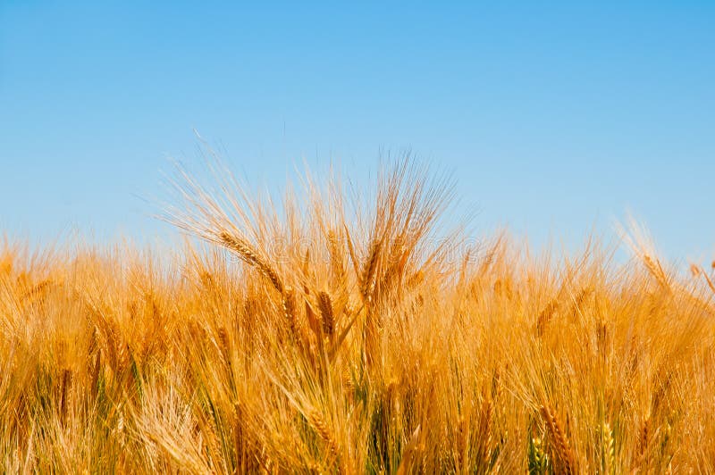 Pole uprawne obraz stock. Obraz złożonej z greenbacks - 14806341