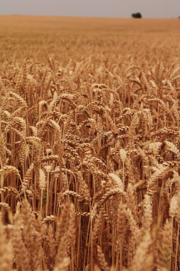 Pole uprawne obraz stock. Obraz złożonej z agrobiznes - 15198649