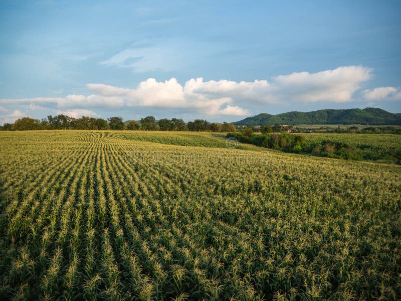 Pole uprawne zdjęcie stock. Obraz złożonej z trawy, forage - 8060246