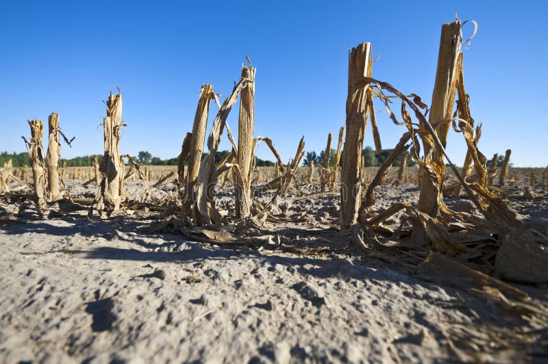 Pole Uprawne Po Niwa zdjęć stockowych - bezpłatne i z licencją Royalty ...