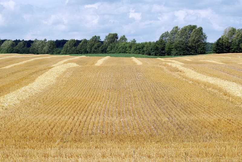 Pole Uprawne Po Niwa zdjęć stockowych - bezpłatne i z licencją Royalty ...