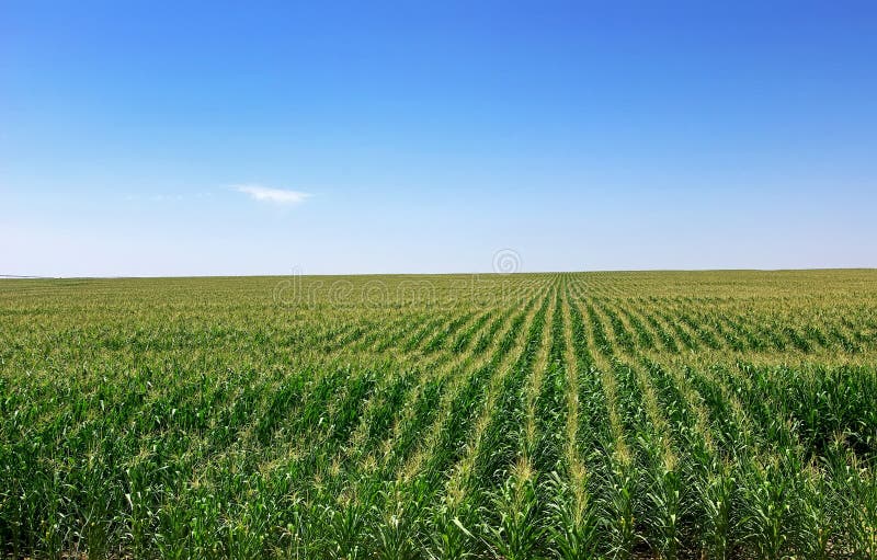 Pole uprawne zdjęcie stock. Obraz złożonej z greenbacks - 8060246