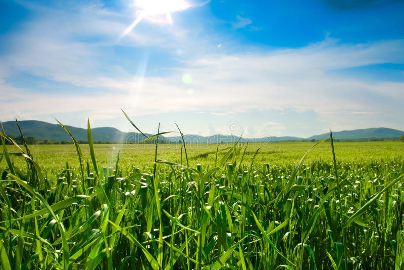 Zielenieje pole uprawne obraz stock. Obraz złożonej z rolnictwo - 105942031