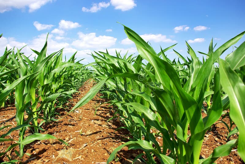 Zielenieje pole uprawne obraz stock. Obraz złożonej z rolnictwo - 105942031