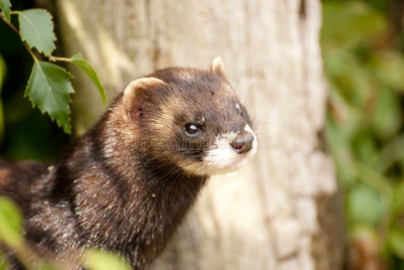 Iller arkivfoto. Bild av päls, iller, köttätare, djurliv - 46061322