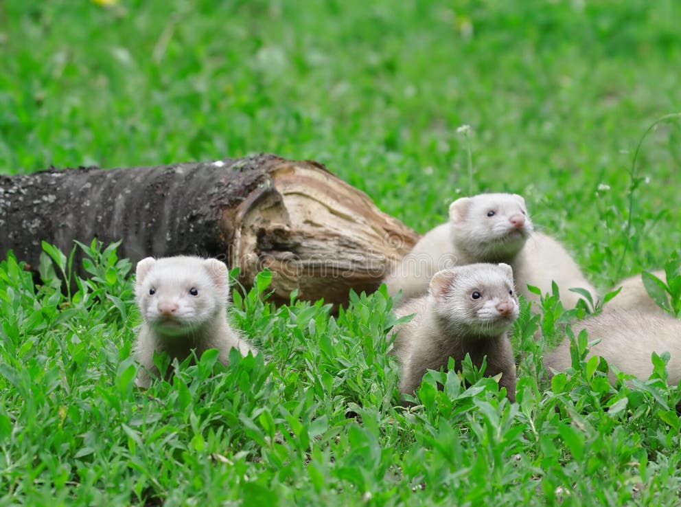 940 Baby Polecat Stock Photos - Free & Royalty-Free Stock Photos from ...