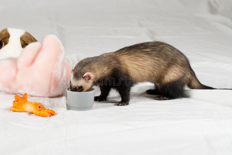 Polecat Ate Stock Photos - Free & Royalty-Free Stock Photos from Dreamstime