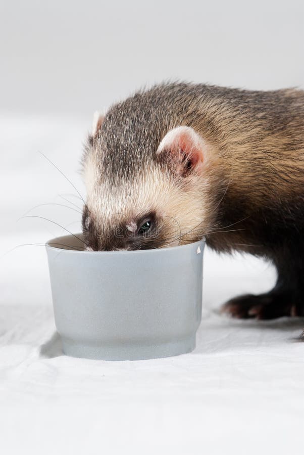 Polecat Ate Stock Photos - Free & Royalty-Free Stock Photos from Dreamstime