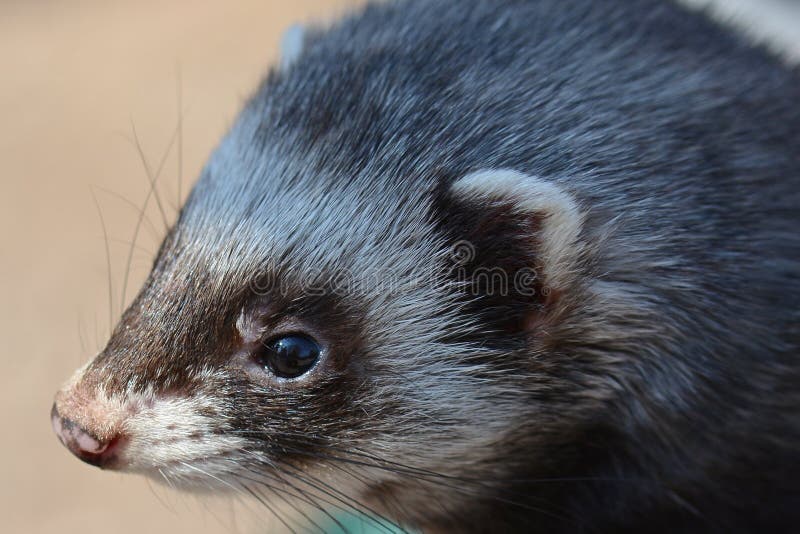 Polecat closeup stock image. Image of imagery, sniffing - 39073775