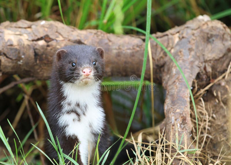 Polecat-coloured Ferret stock image. Image of adult, habitat - 45295223