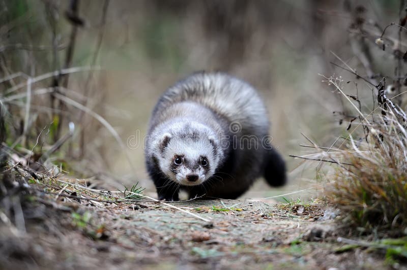 Polecat stock photo. Image of brown, mustela, ferret - 37653788