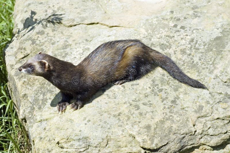 Polecat - Mustela putorius stock image. Image of relaxing - 10232339