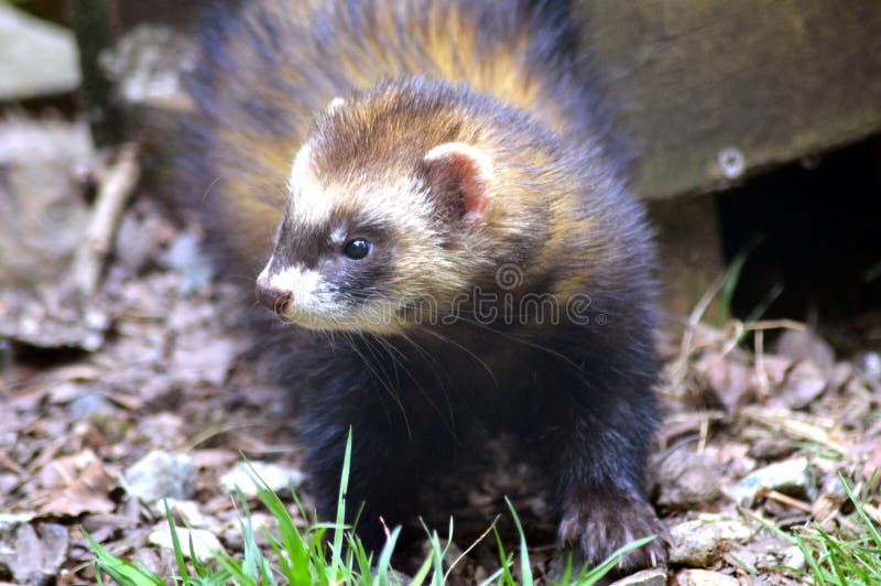 Polecat stock photo. Image of alert, whiskers, nosey - 56321890