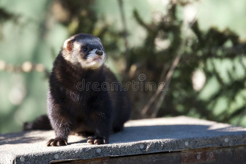 Polecat stock photo. Image of weasel, family, ferret - 46061400
