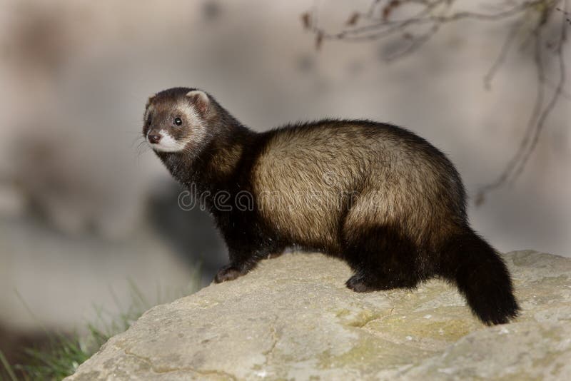 Polecat, putorius Putorius стоковое фото. изображение насчитывающей ...