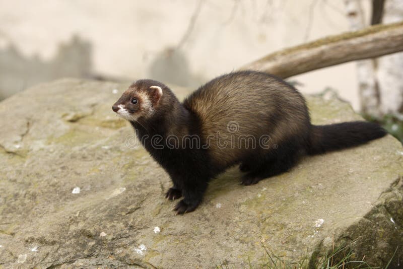 Polecat, Putorius putorius stock photo. Image of nature - 33301130