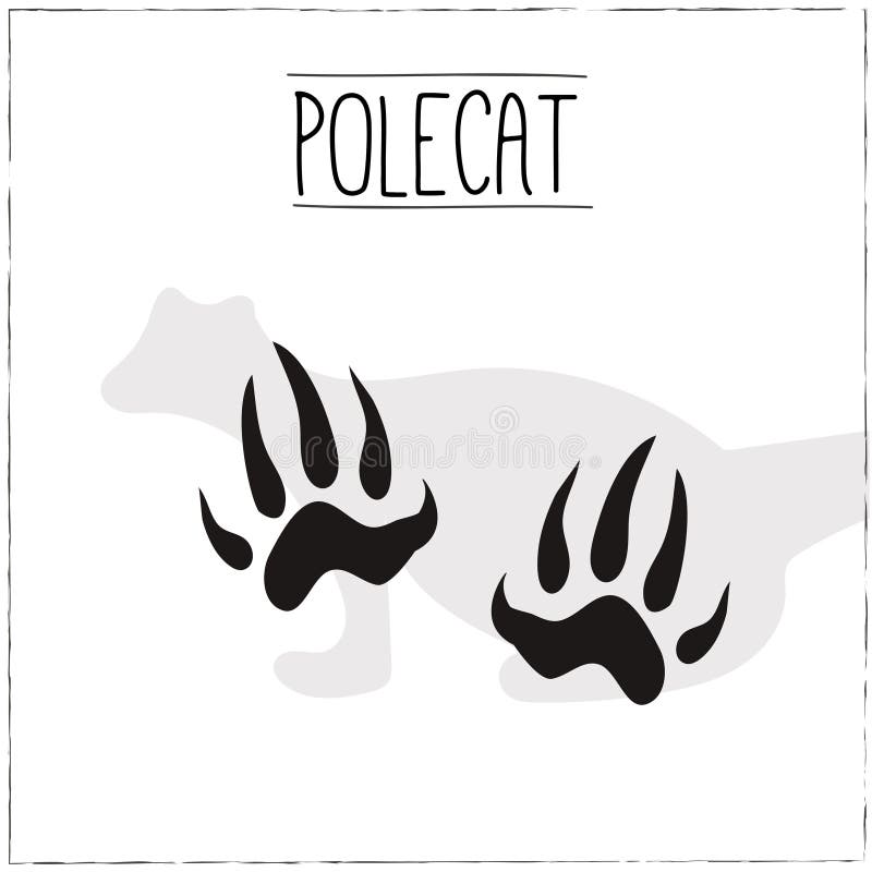 Polecat with trails. stock vector. Illustration of shape - 60946256