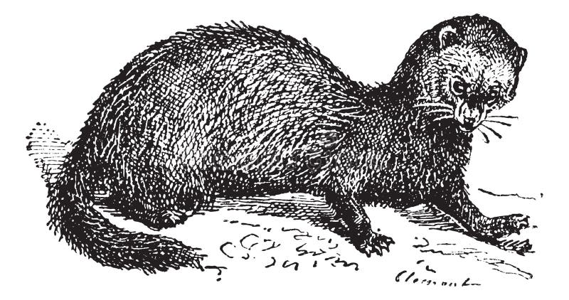 Polecat, vintage engraving editorial stock image. Illustration of ...