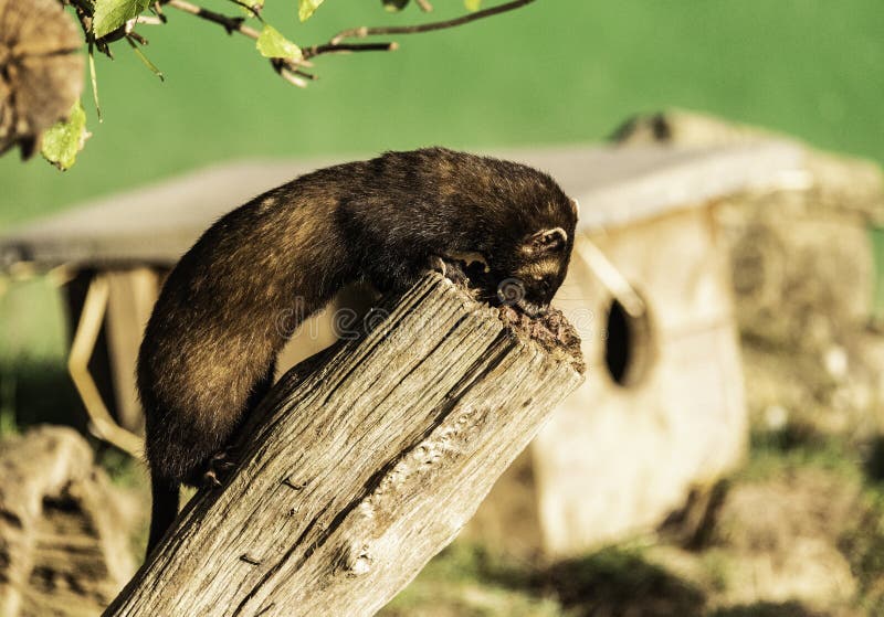 Polecat eating stock photo. Image of studio, female, polecat - 12863504